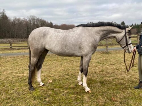 Leon - SOLD | Foxstone Stable, Duncan